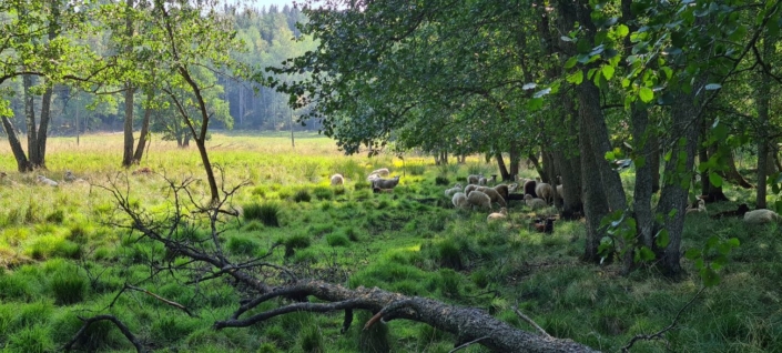 Inkoon Elisaari: luontopolku Suomen hienoimmassa tammimetsässä ...