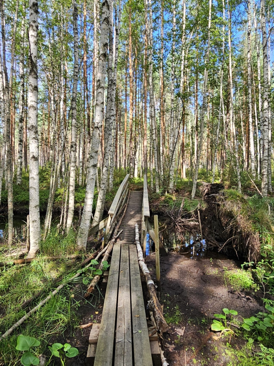 Lintujärvi, luontopolku, erinomainen kävelyreitti järviruokoviidakossa ...