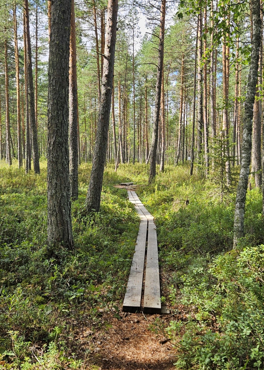 Lintujärvi, luontopolku, erinomainen kävelyreitti järviruokoviidakossa ...