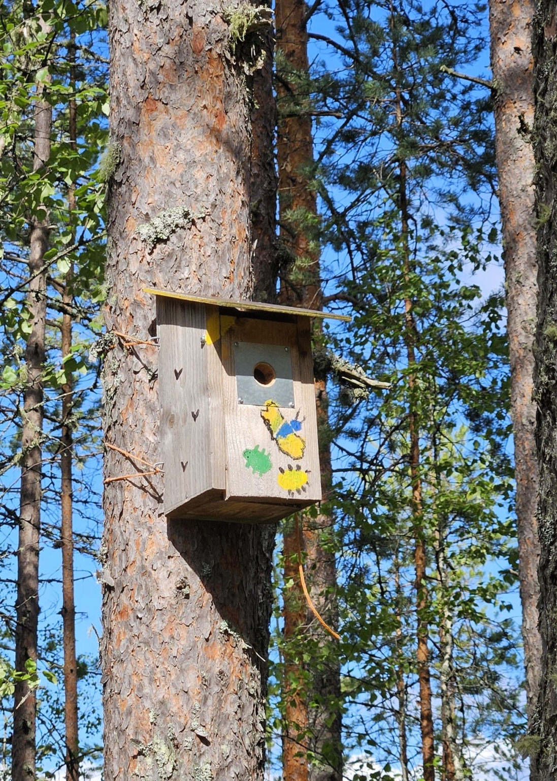 Lintujärvi, luontopolku, erinomainen kävelyreitti järviruokoviidakossa ...